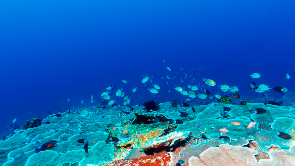 Sasi Laut: Sebuah Tradisi Menjaga Ekosistem Laut | Atourin Blog